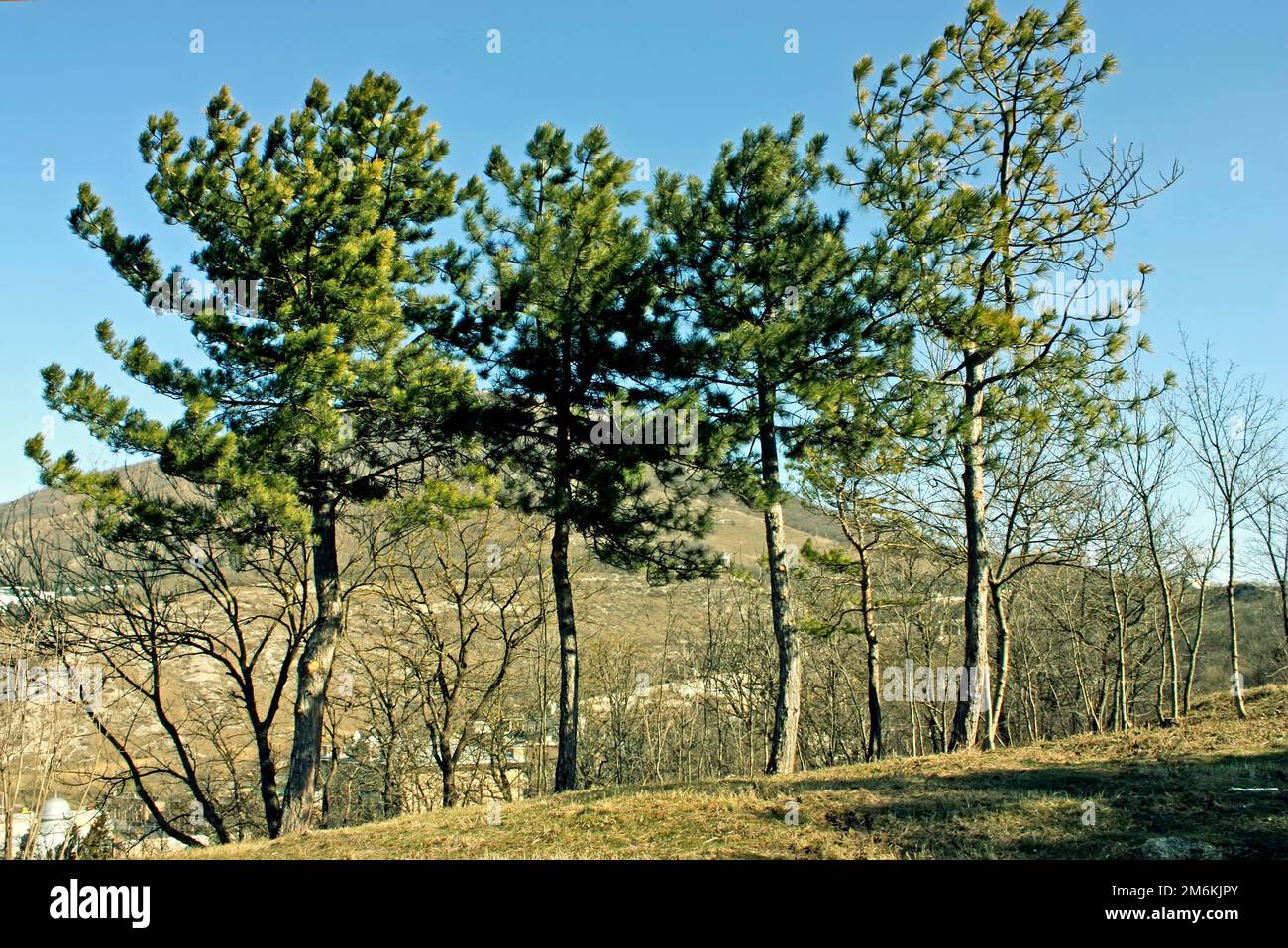 Landscape with pine trees in Caucasus mountains Stock Photo - Alamy