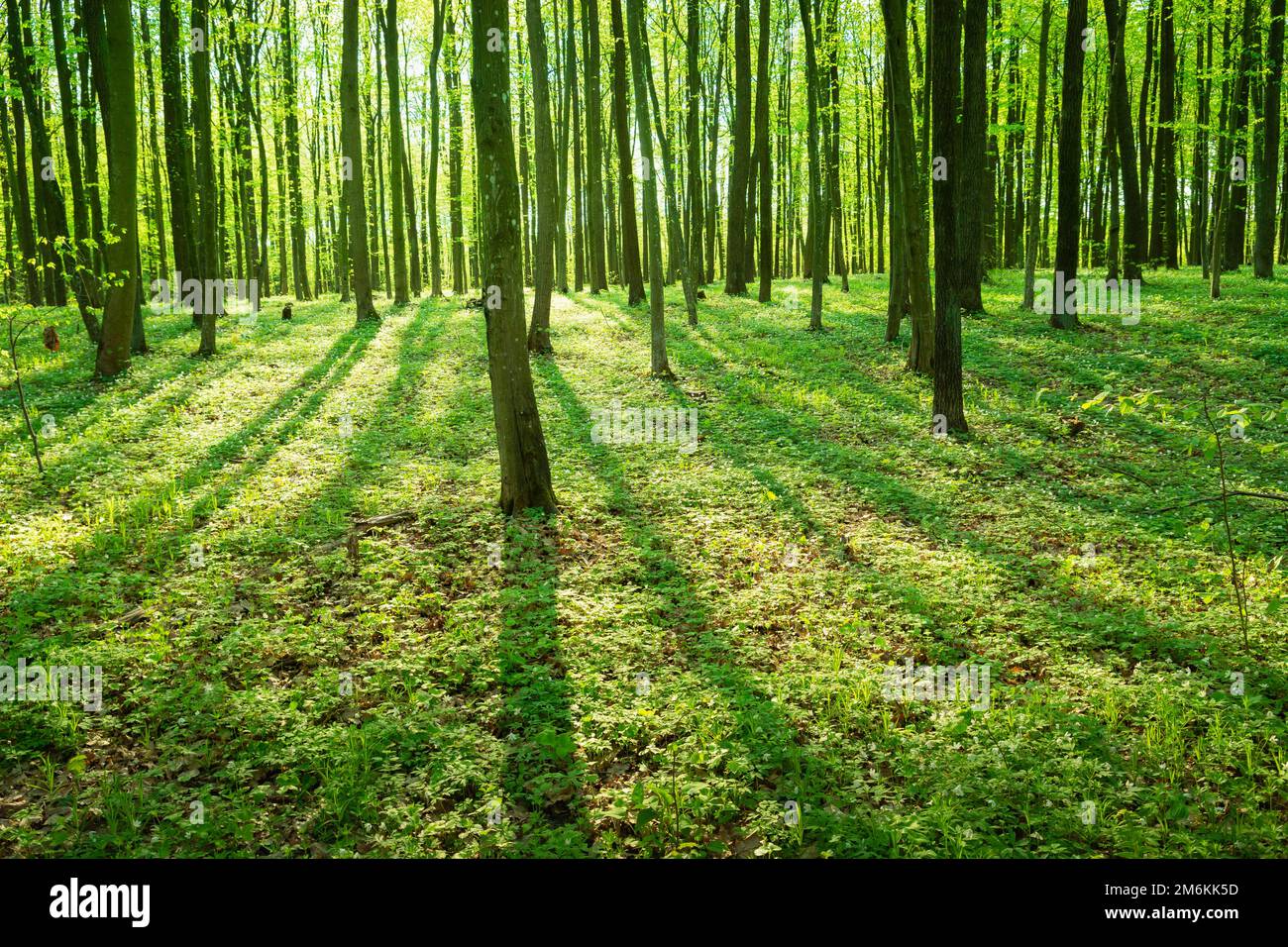 Sunshine and shadows in a green forest Stock Photo - Alamy