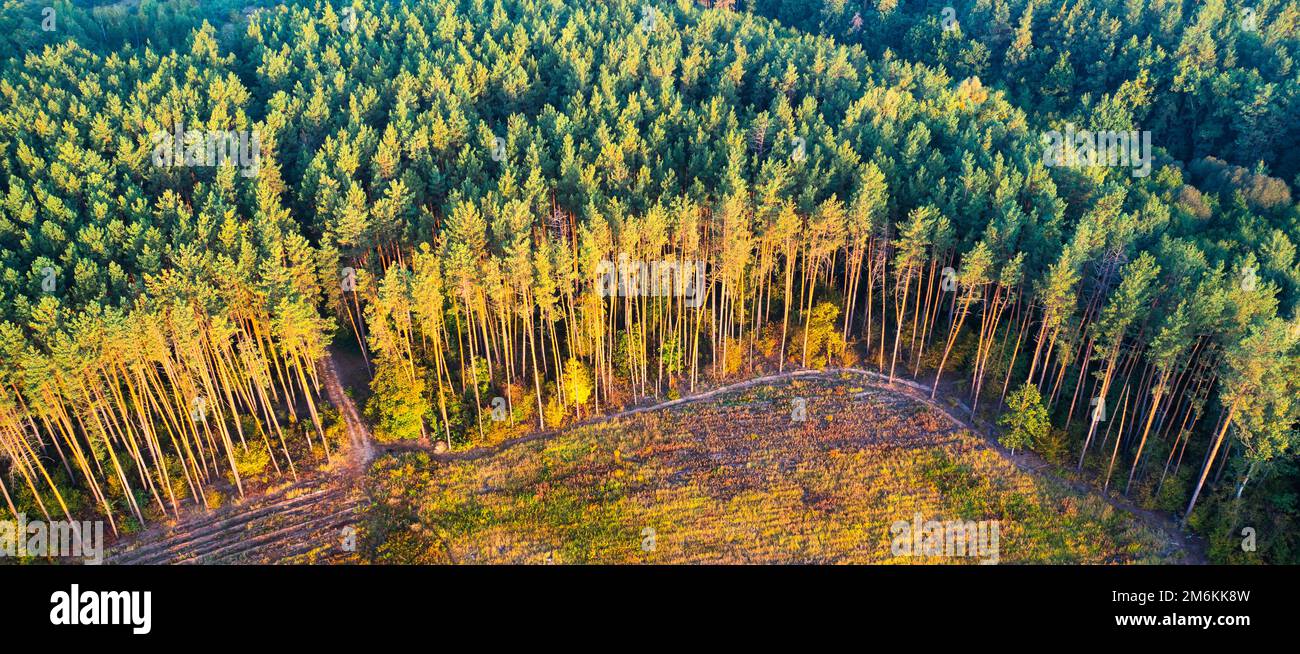 Mass deforestation in the highlands. Destruction of the forest ...
