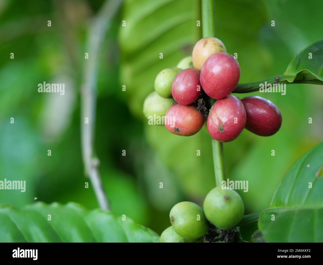 Raw with ripe red and green color coffee cherry beans on tree ...
