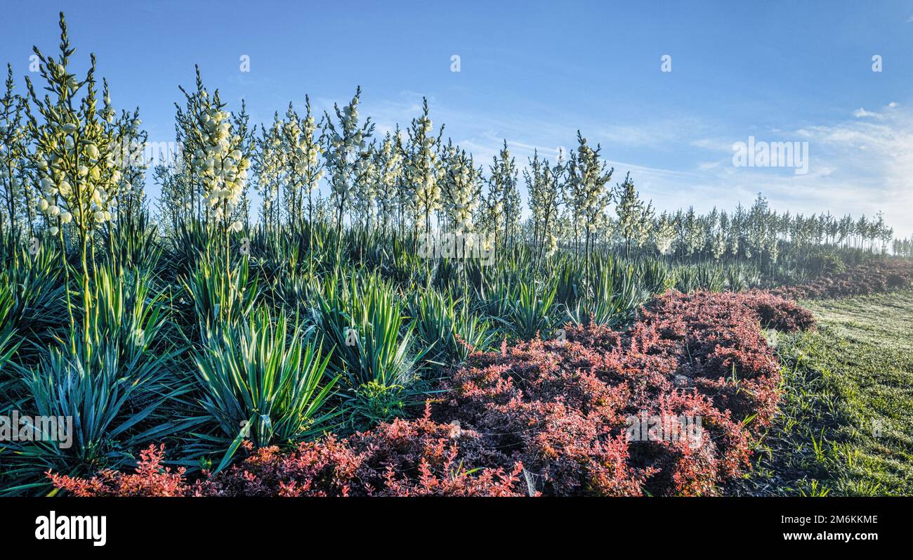 Large flower bed with flowering yucca. Exotic ornamental plant ...