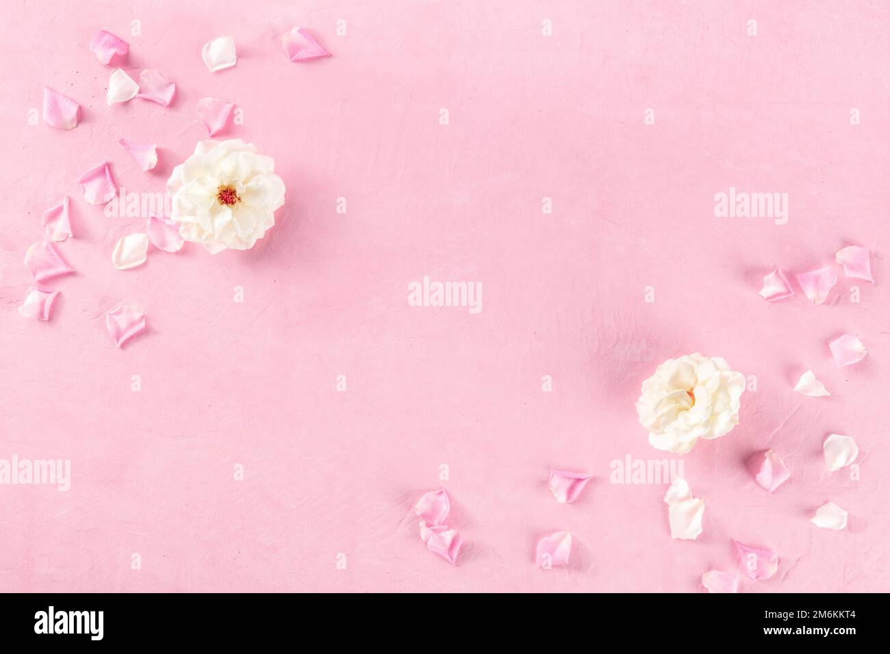 Floral background with white roses and flower petals, overhead flat lay ...