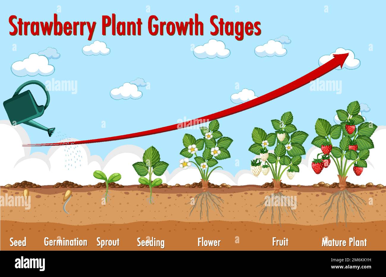 Life cycle of strawberry diagram illustration Stock Vector Image & Art ...