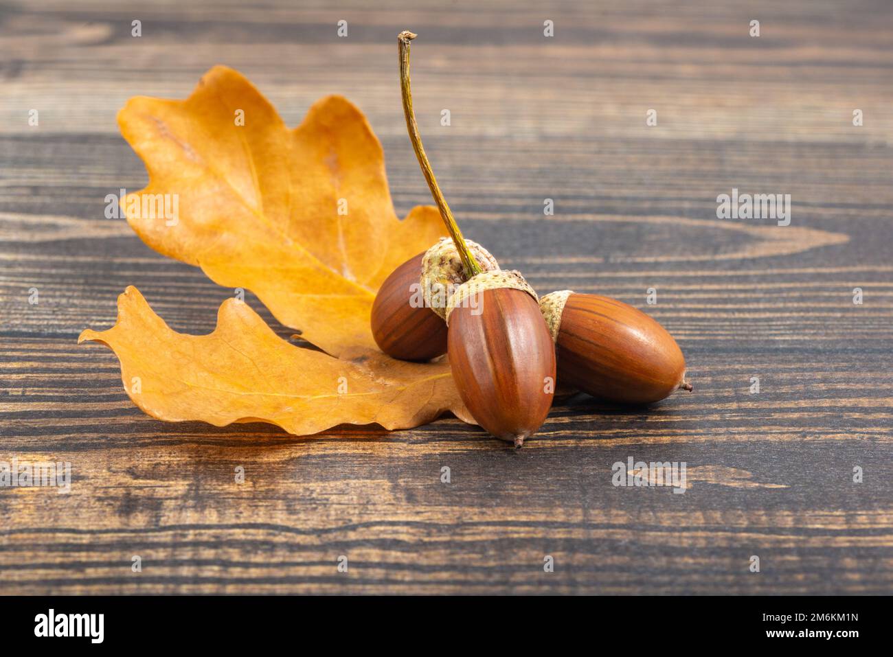 Ripe acorns on oak tree hi-res stock photography and images - Alamy