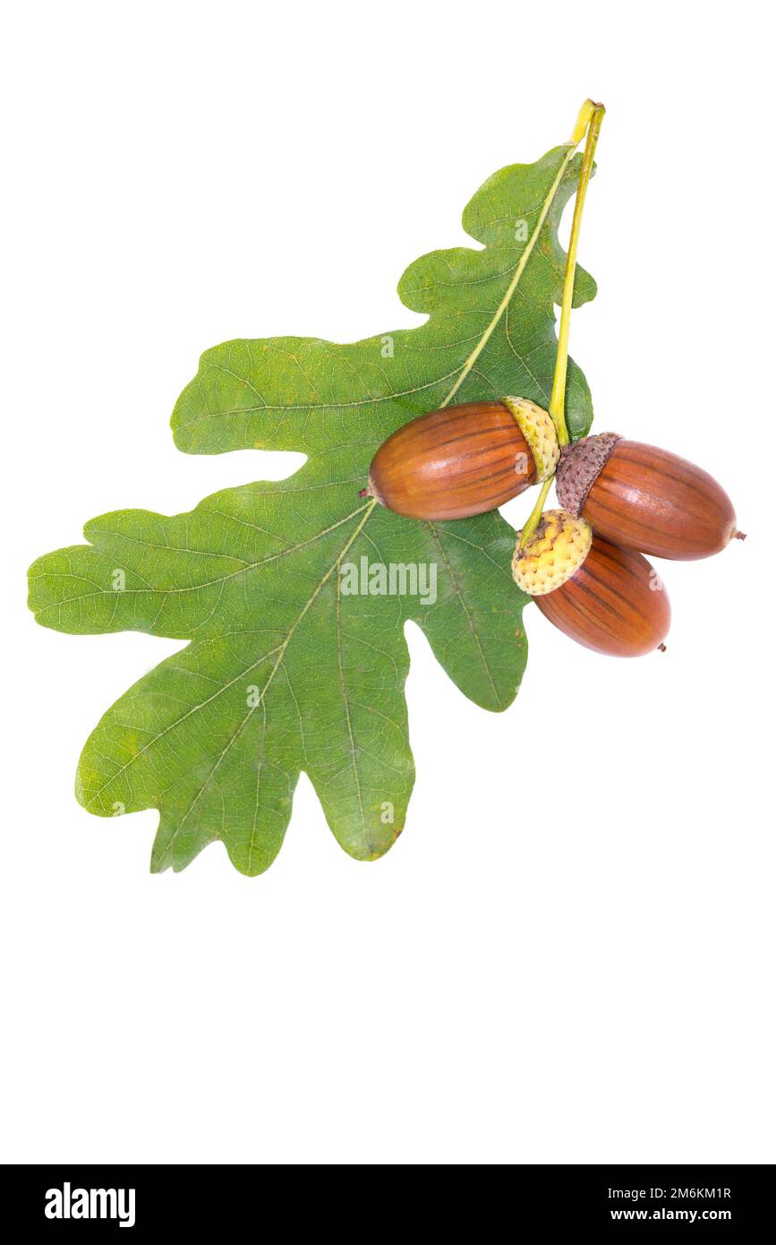 Acorns with oak leaves hi-res stock photography and images - Alamy