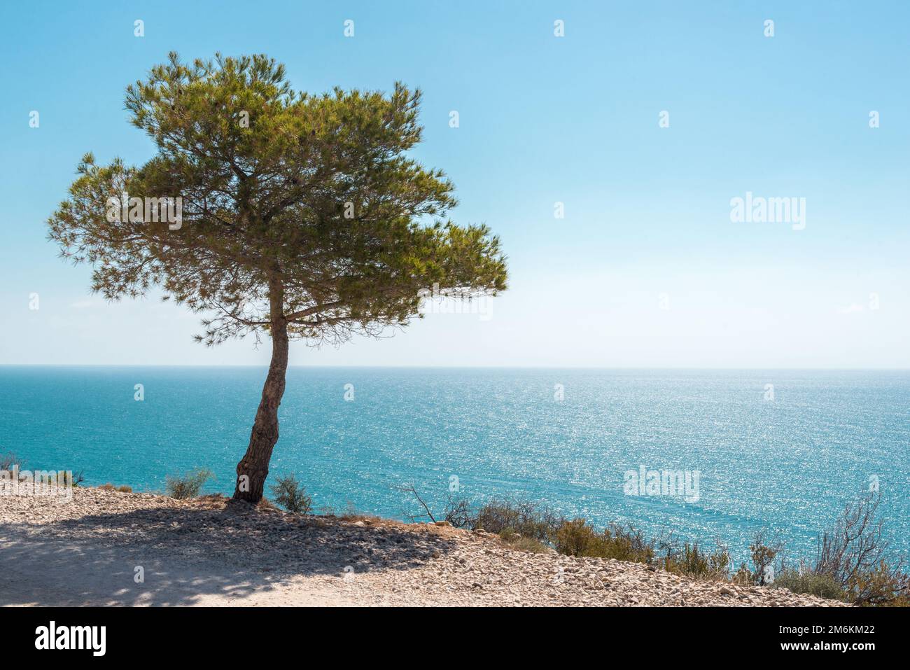 Beautiful view landscape pine hi-res stock photography and images - Alamy