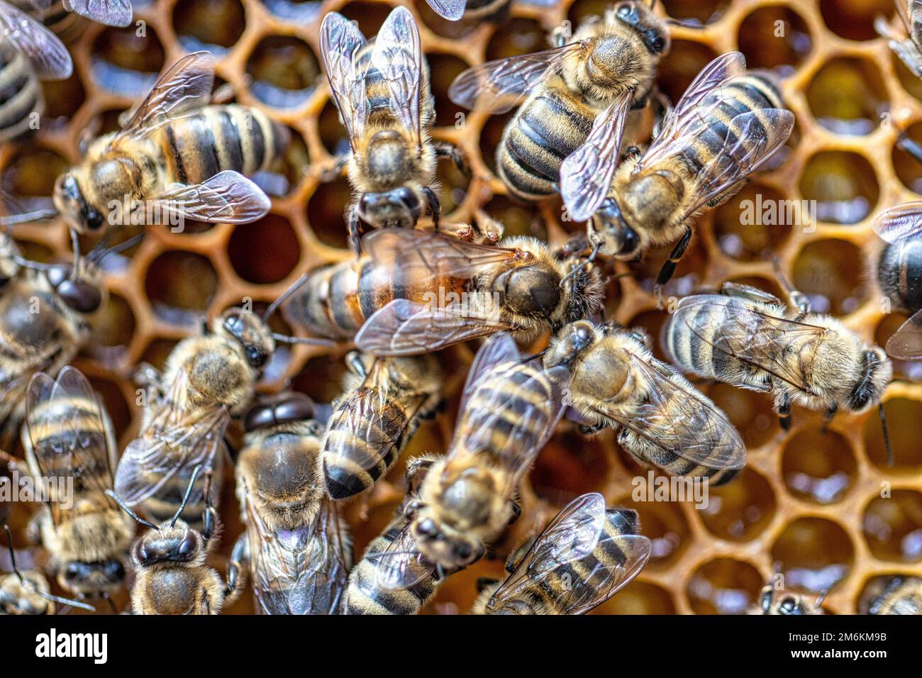 Queen bee. Inside the hive, worker bees surround the queen on the ...