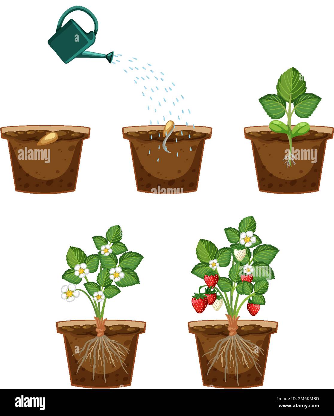 Life cycle of a strawberry plant diagram illustration Stock Vector ...