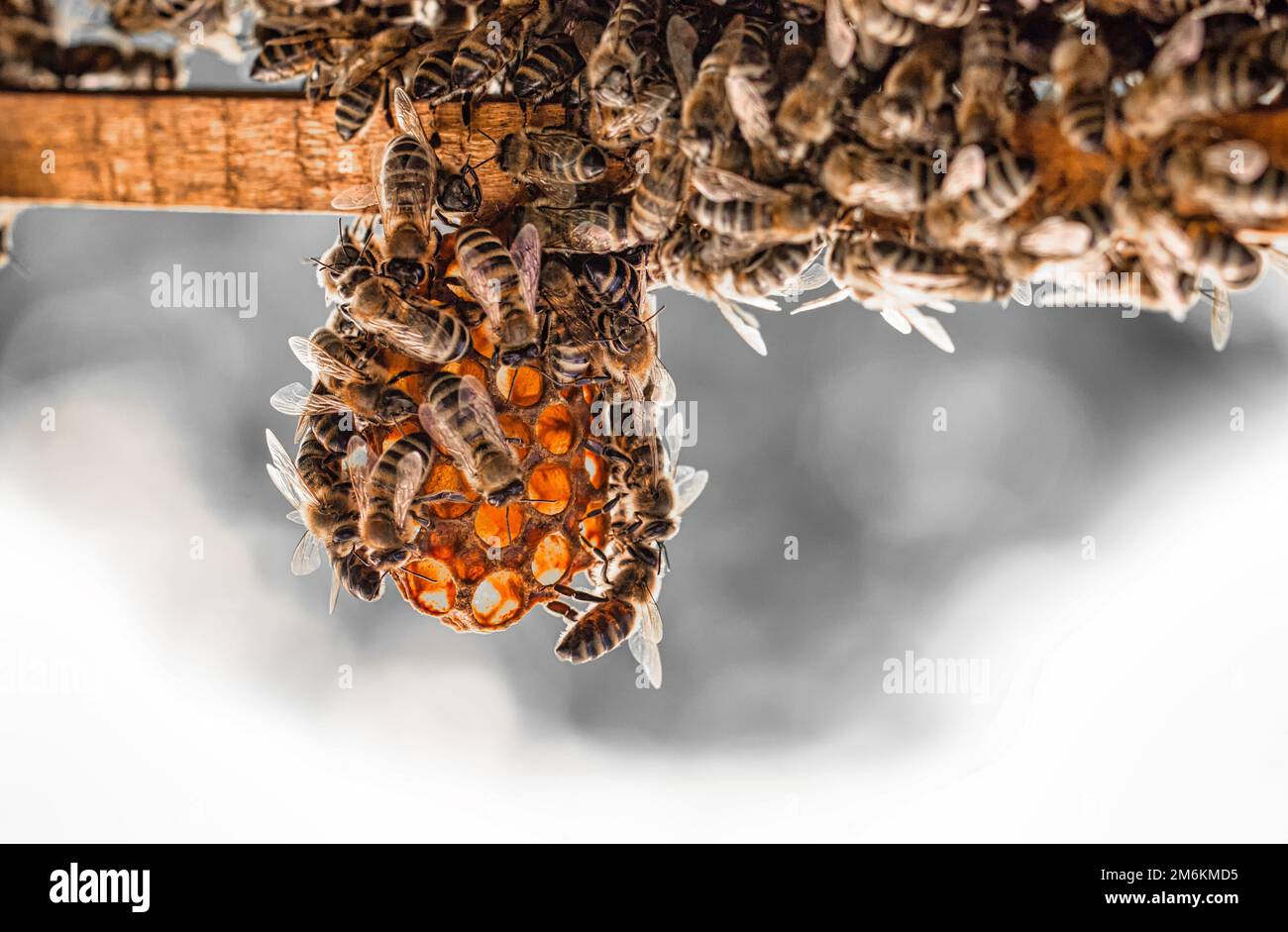 Young worker bees working in a beehive Stock Photo - Alamy