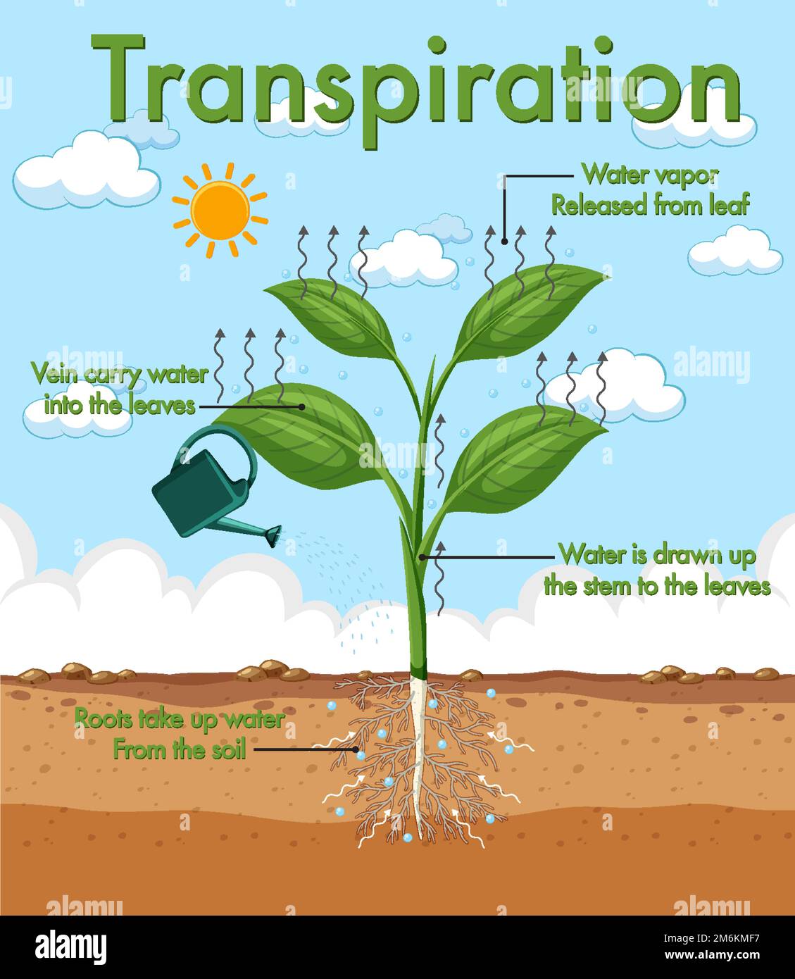 Diagram showing plant transpiration illustration Stock Vector Image ...