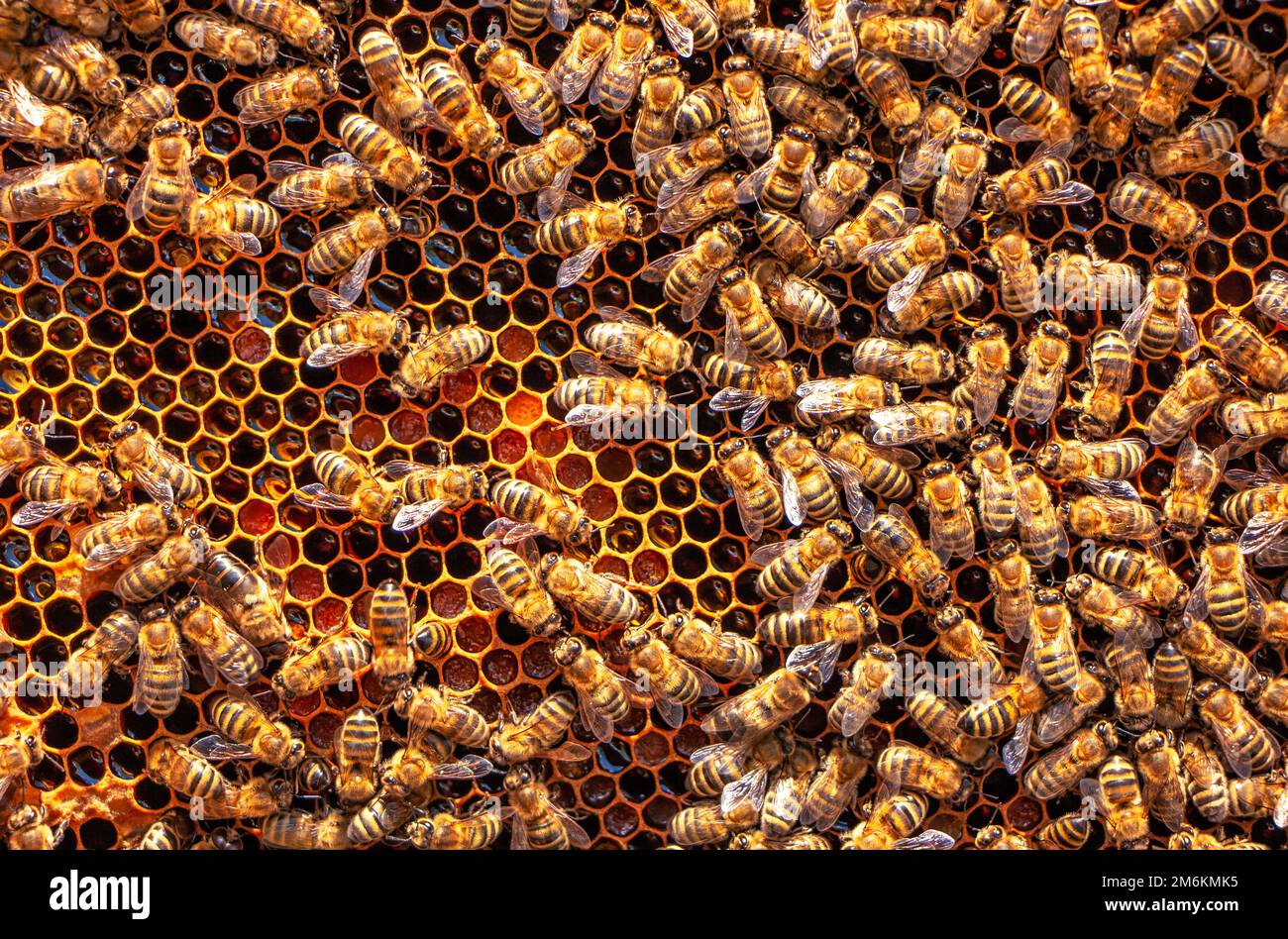Young worker bees working in a beehive Stock Photo - Alamy