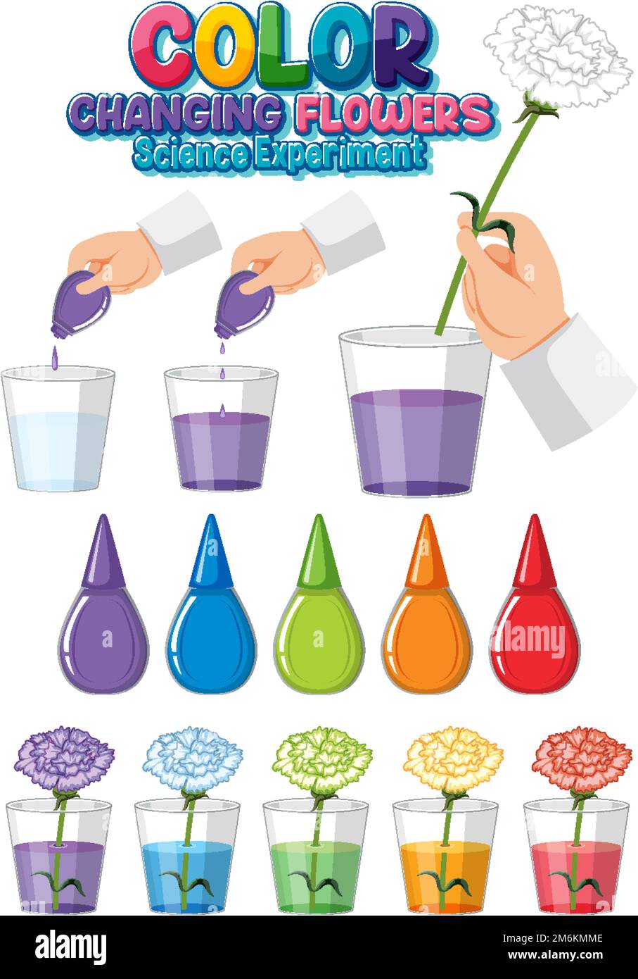 Color changing flowers science experiment illustration Stock Vector ...