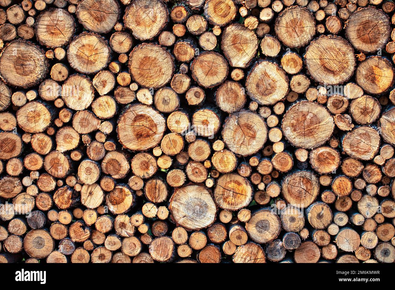 Wooden cross section branches hi-res stock photography and images - Alamy