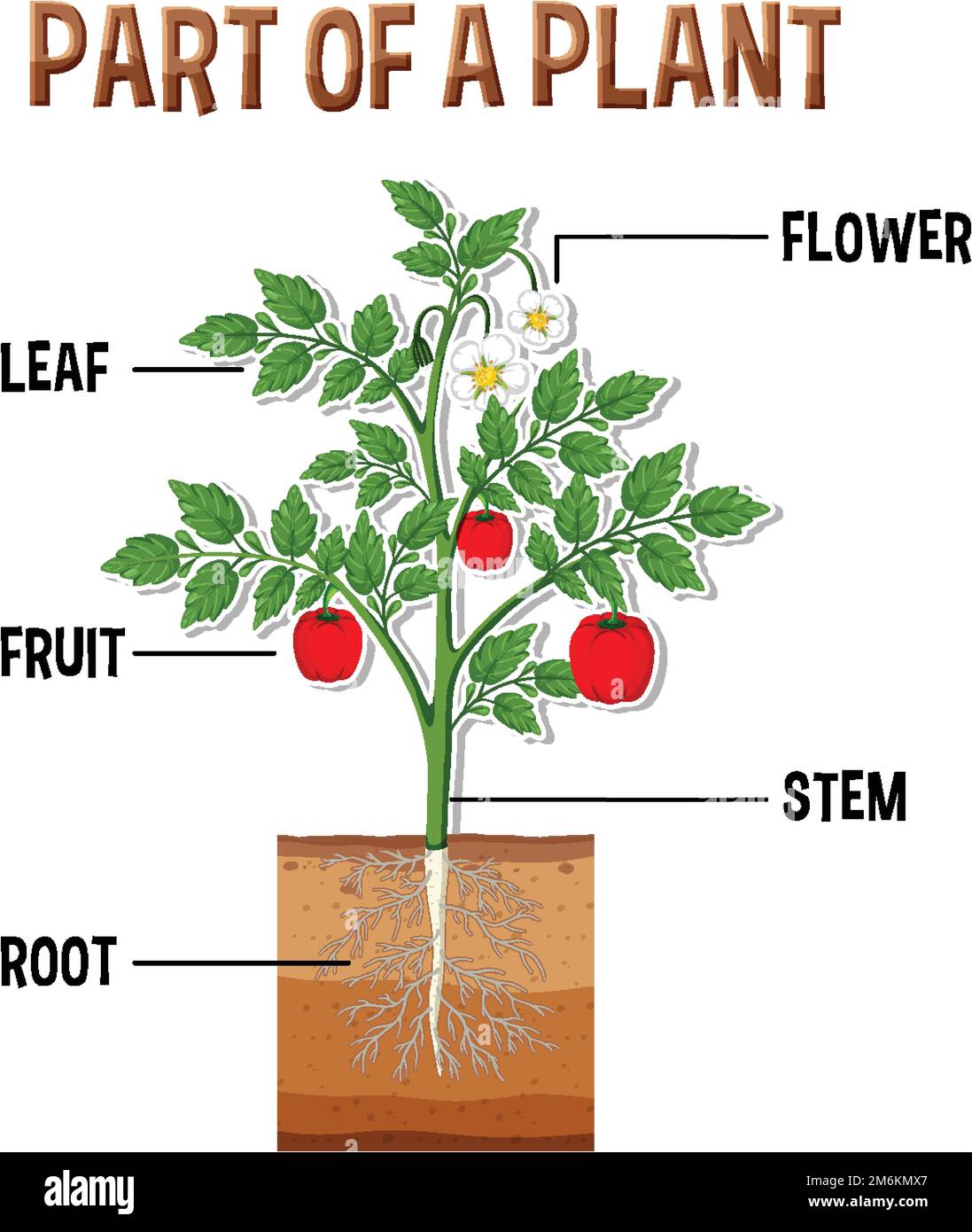 Tomato Plant Diagram