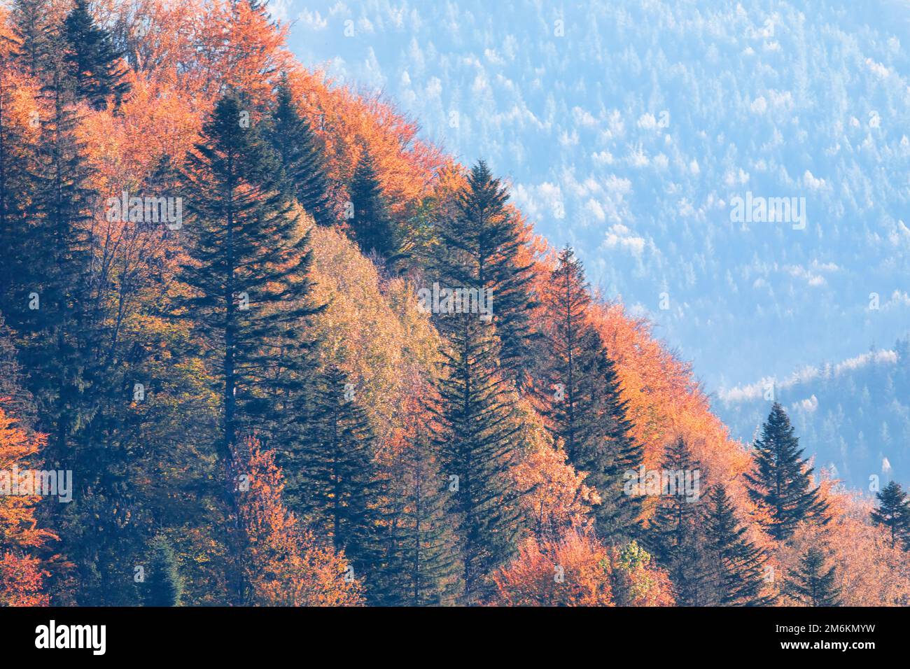 Autumn forest on the mountain slope. Green coniferous, yellow and ...