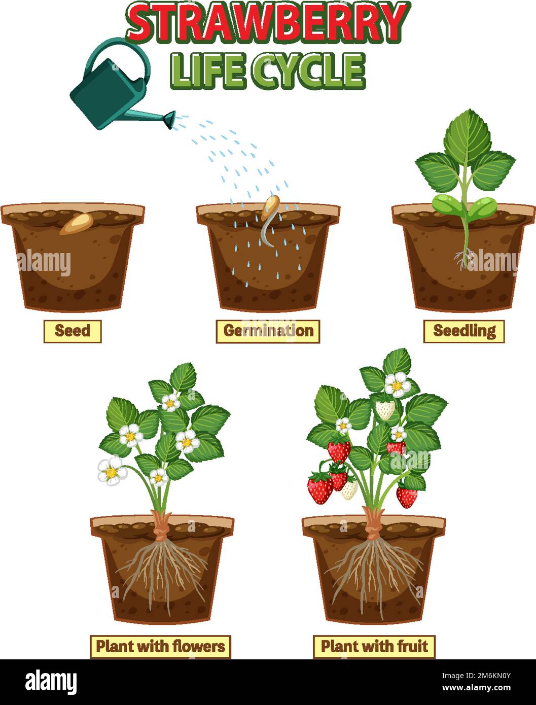 Life cycle of strawberry diagram illustration Stock Vector Image & Art ...