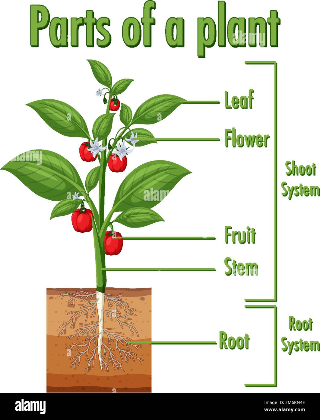 Diagram showing parts of a plant illustration Stock Vector Image & Art ...