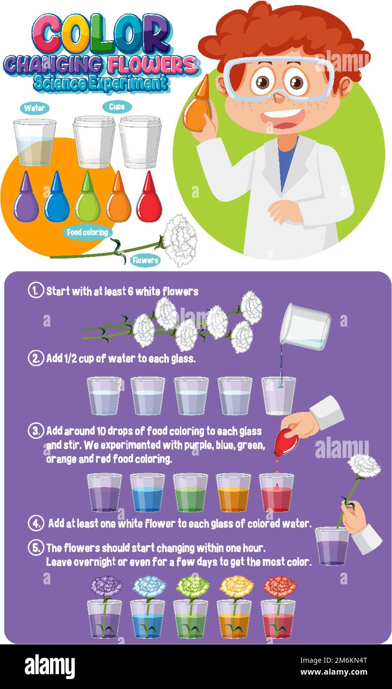 Color changing flowers science experiment illustration Stock Vector ...