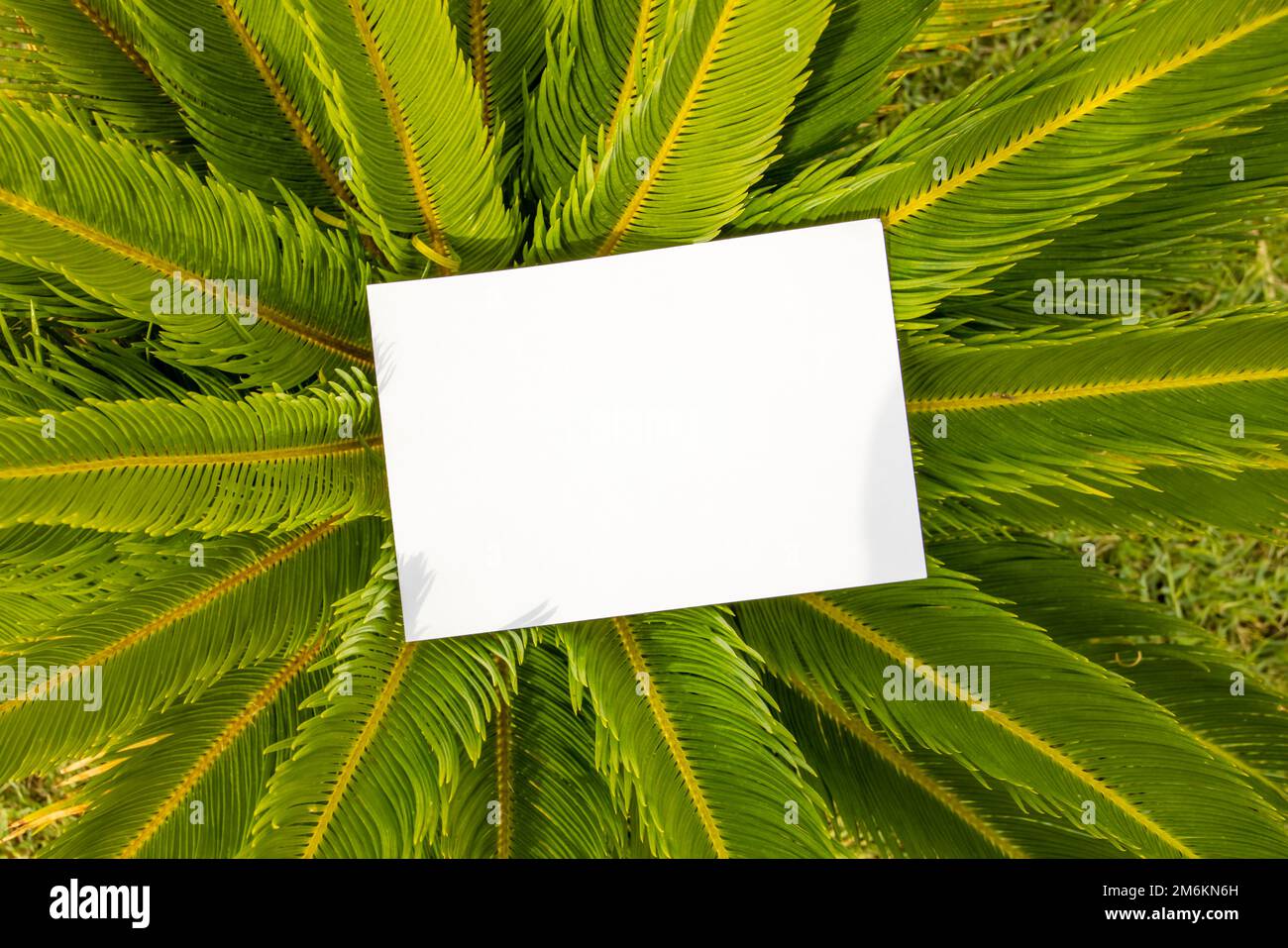 Flat card on tropical leaves outside for web background design. White ...