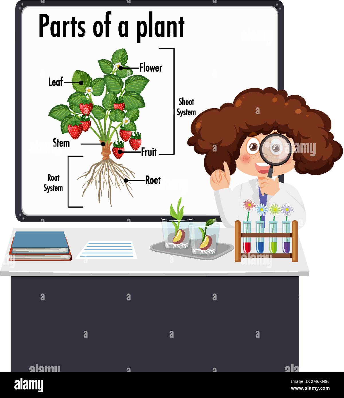 Kid explaining parts of plant illustration Stock Vector Image & Art - Alamy