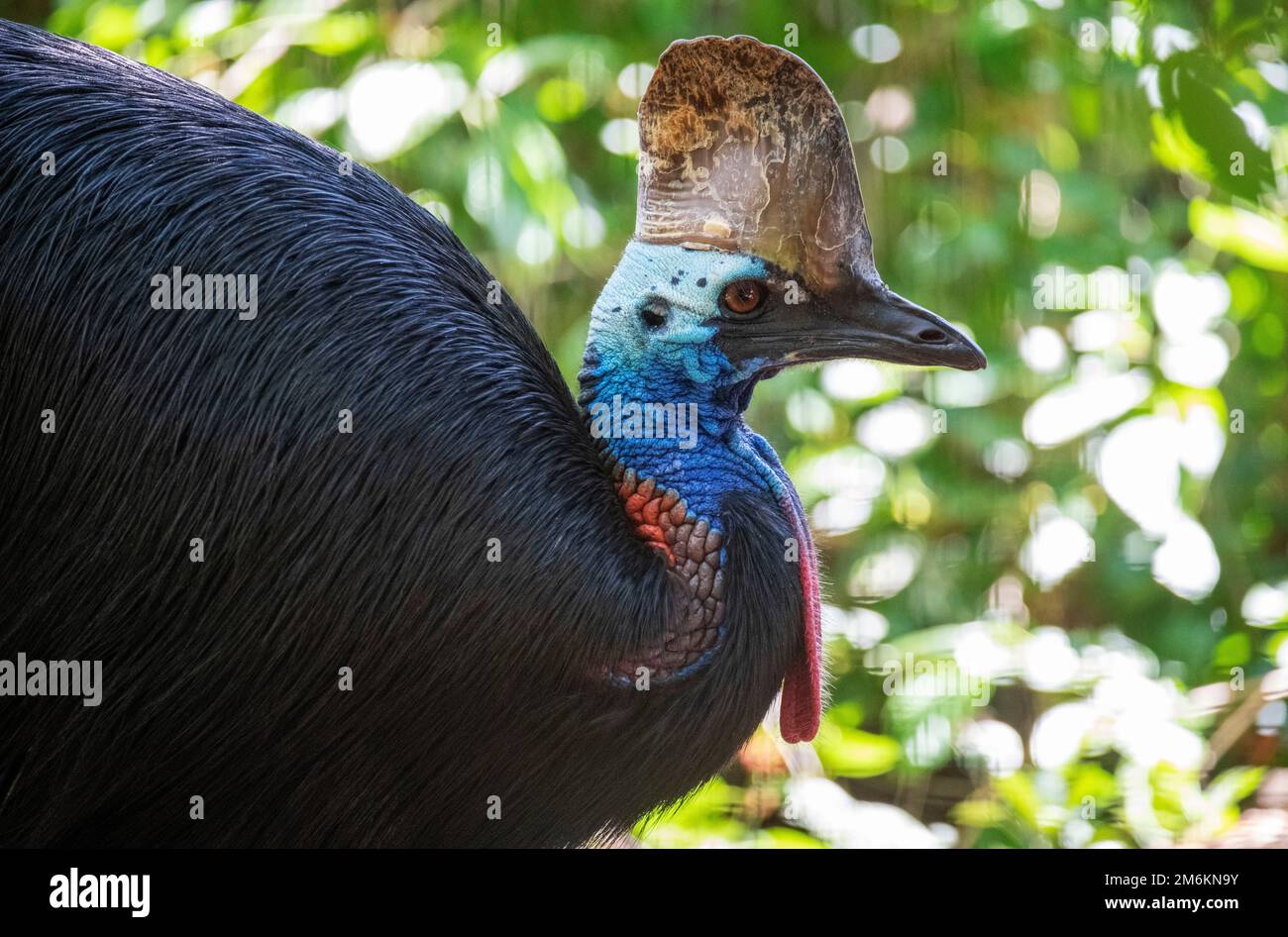 Casuarius southern cassowary hi-res stock photography and images - Alamy