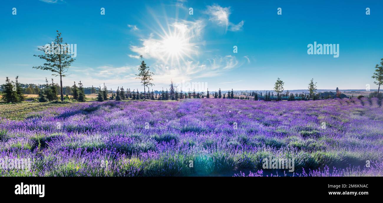 Lavender fields with decorations. Great places for photo shoots ...