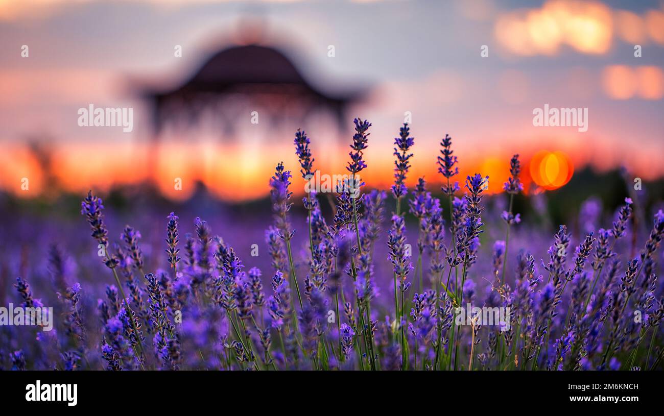 Lavender fields with decorations. Great places for photo shoots ...