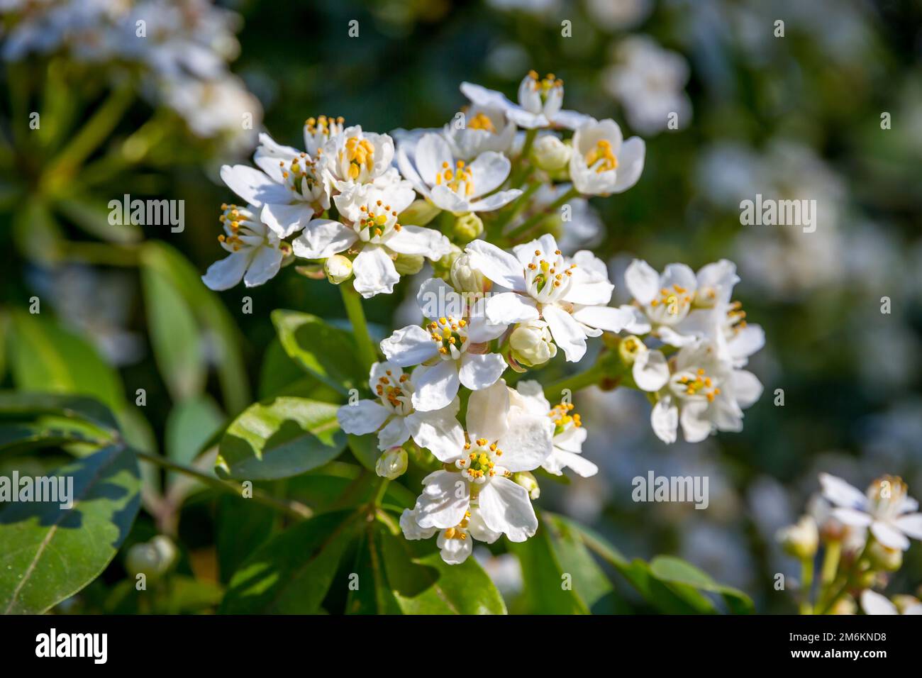 Mexican orange blossom in spring Stock Photo - Alamy