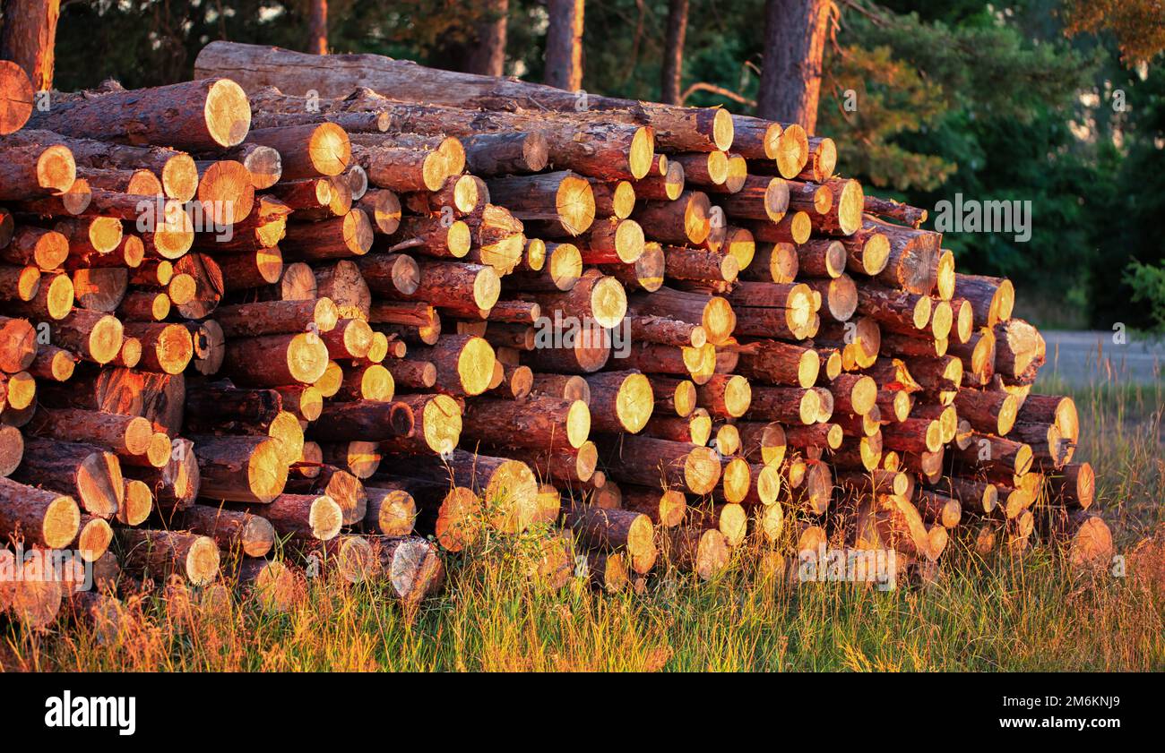 A large pile of cut tree trunks in a pine forest. Deforestation Stock ...