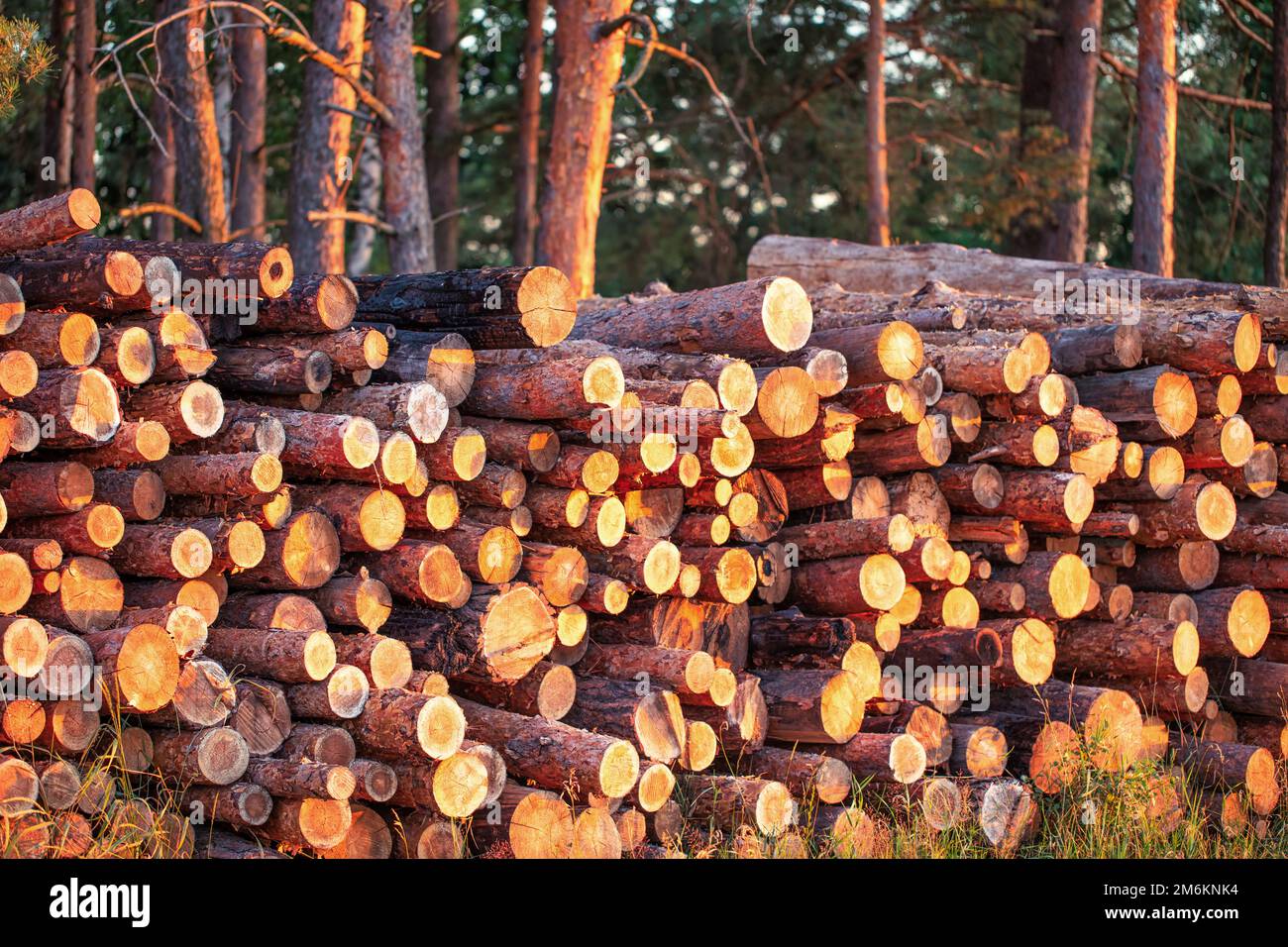 A large pile of cut tree trunks in a pine forest. Deforestation Stock ...