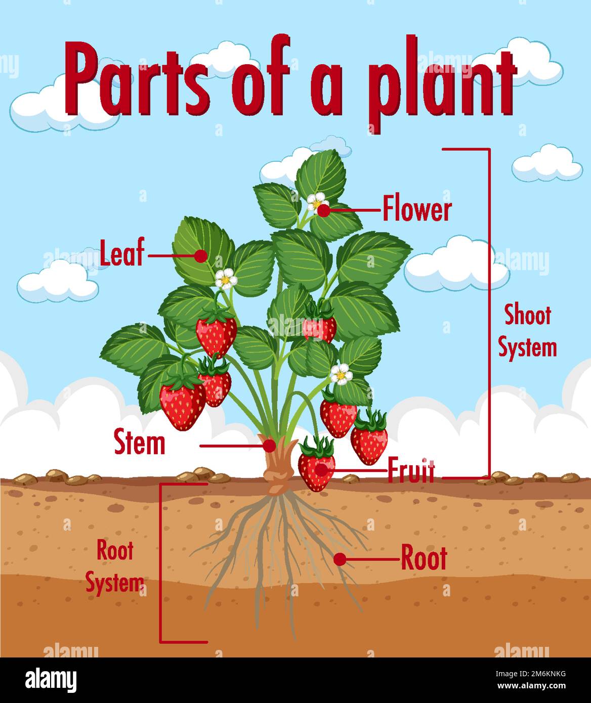 Diagram showing parts of a plant illustration Stock Vector Image & Art ...
