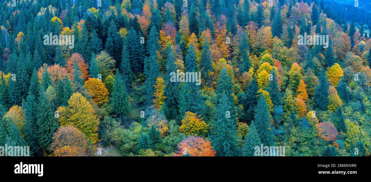 Autumn forest, yellow red and green trees. View from above. Abstract ...