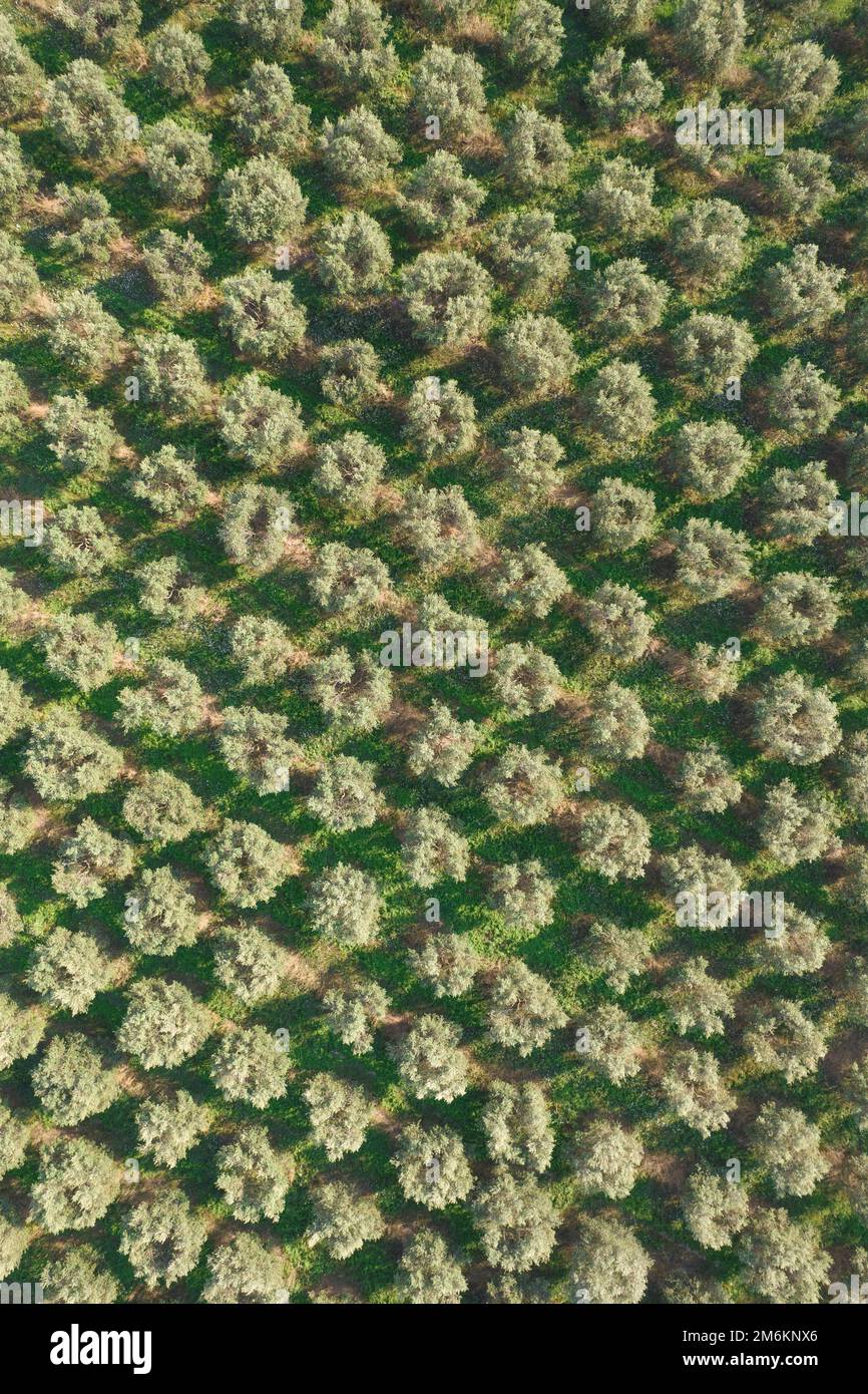 Aerial view of a land planted with olive trees Stock Photo - Alamy