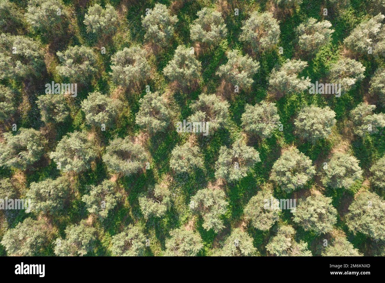 Land of olive trees hi-res stock photography and images - Alamy