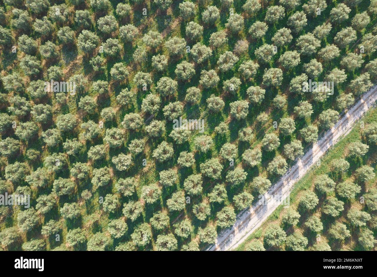 Natural olive tree view hi-res stock photography and images - Alamy