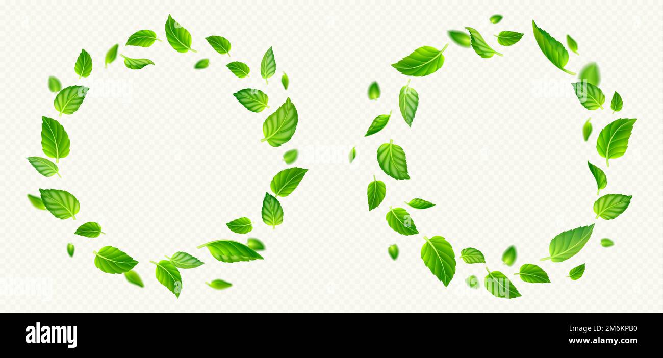 Set of green tea or mint leaves circle frames isolated on transparent ...