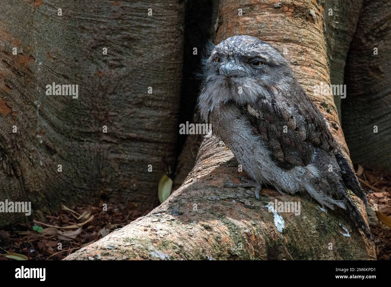 Tawny Frogmouth (Podargus Strigoides Stock Photo - Alamy