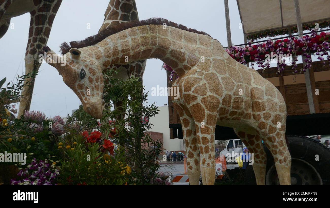 Pasadena, California, USA 3rd January 2023 San Diego Zoo Safari Park ...