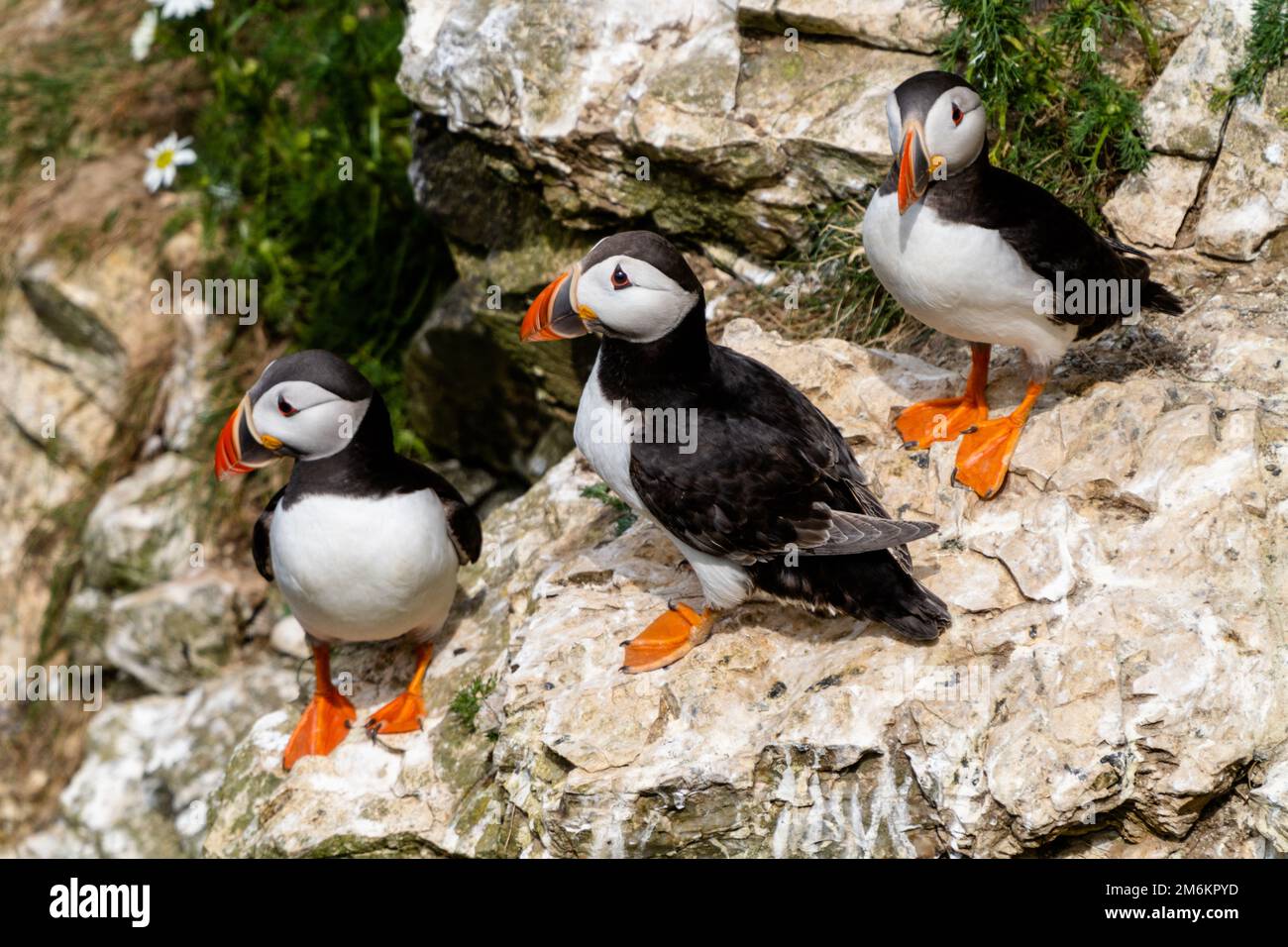 Close-up view of North Atlantic Puffins in their nesting grounds at ...