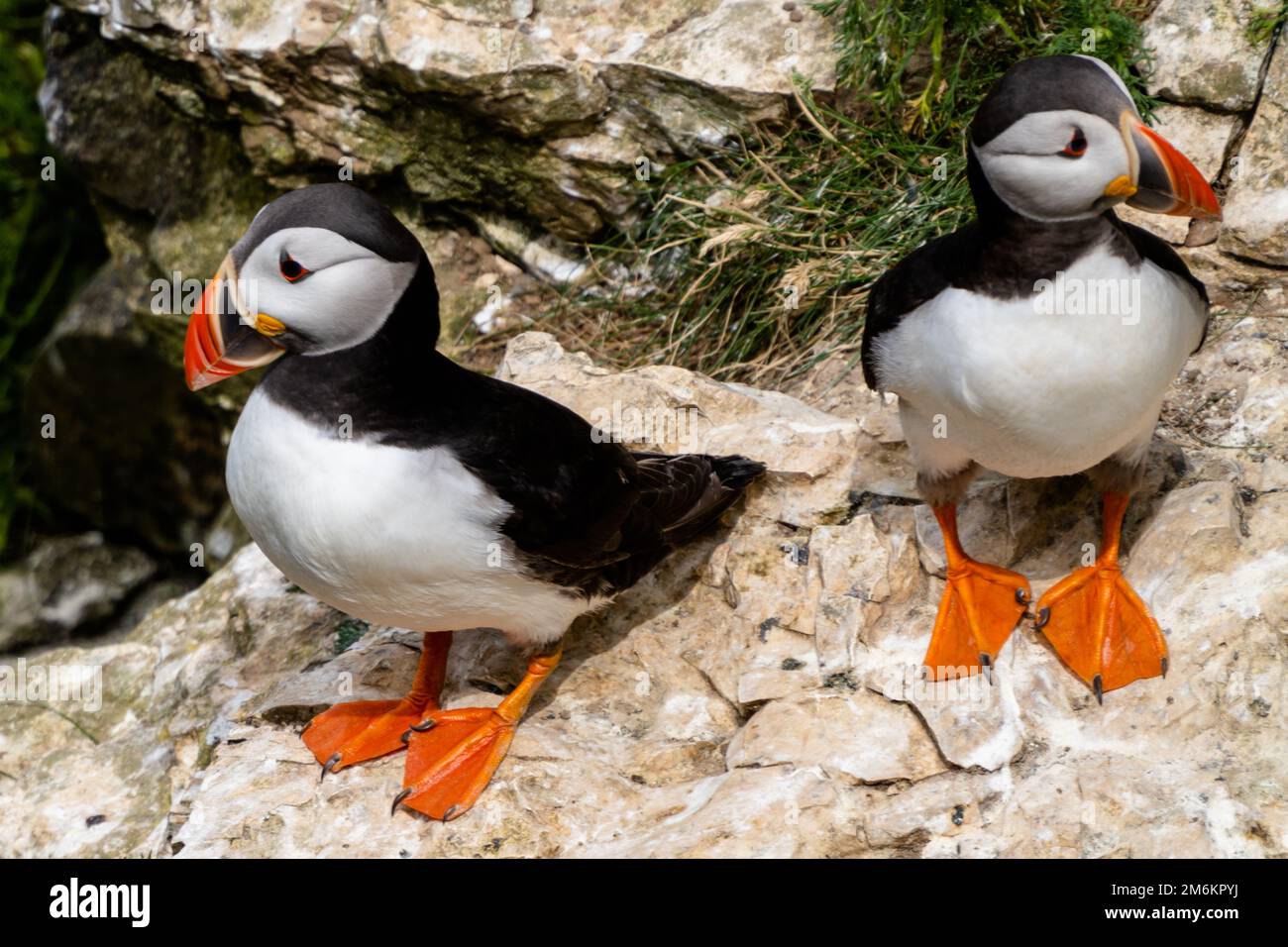 Close-up view of North Atlantic Puffins in their nesting grounds at ...