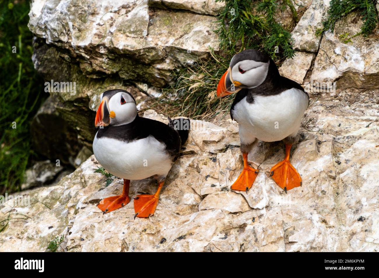 Close-up view of North Atlantic Puffins in their nesting grounds at ...