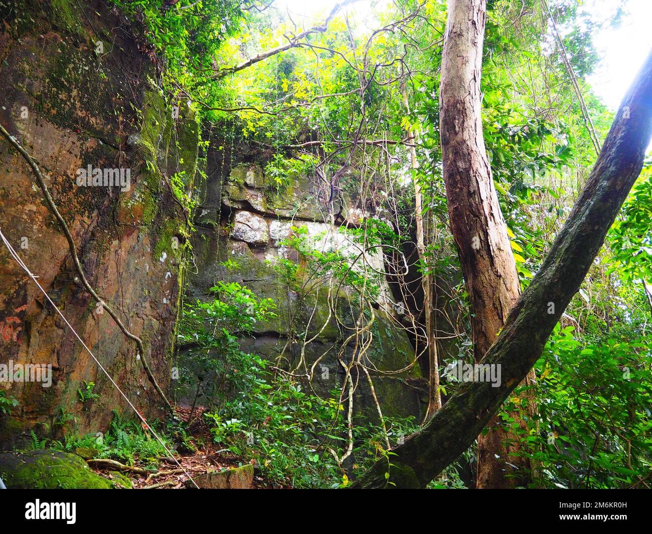 Rainforest Jungle Phu Quoc National Park, Vietnam, South East Asia # ...