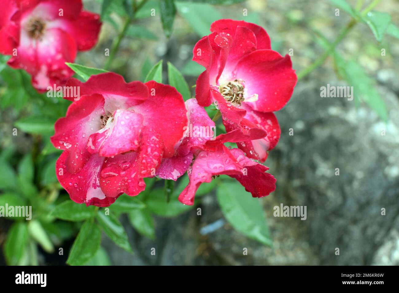 Climate change adaptation flowers hi-res stock photography and images ...