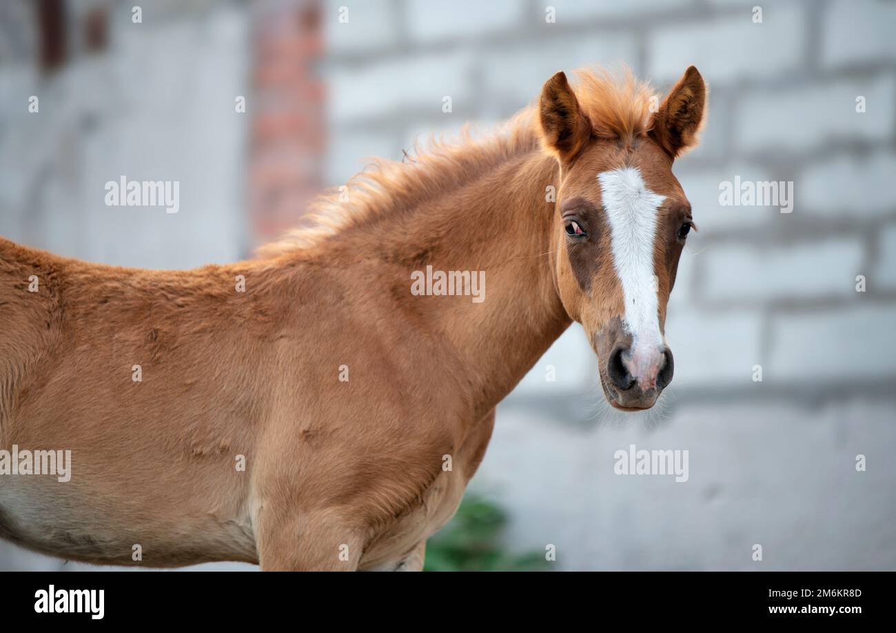 Breedposing hi-res stock photography and images - Alamy