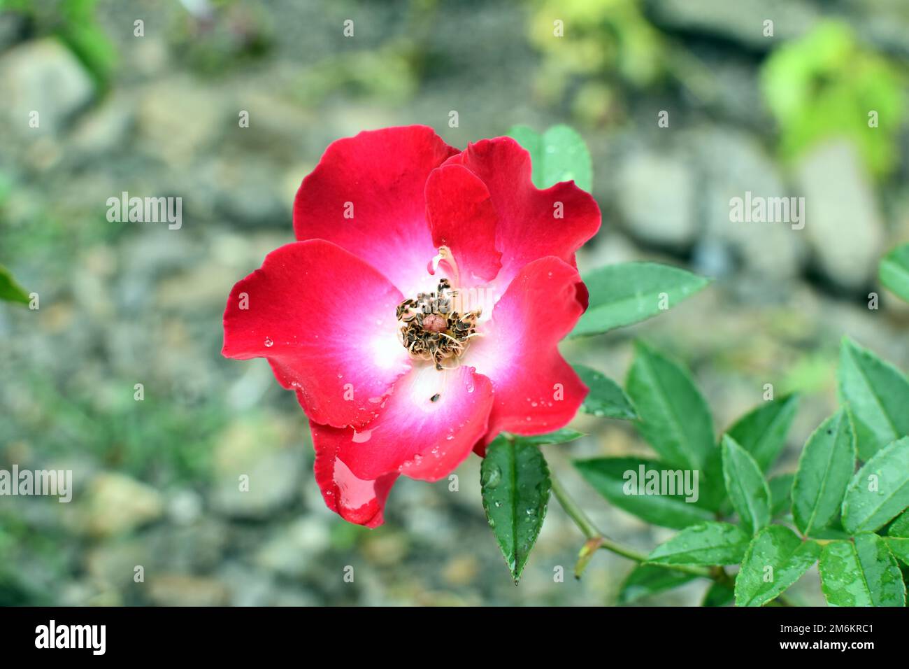 Regenerative agriculture flowers hi-res stock photography and images ...