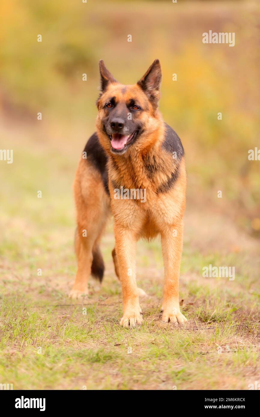 Adorable German shepherd standing in the grass Stock Photo - Alamy
