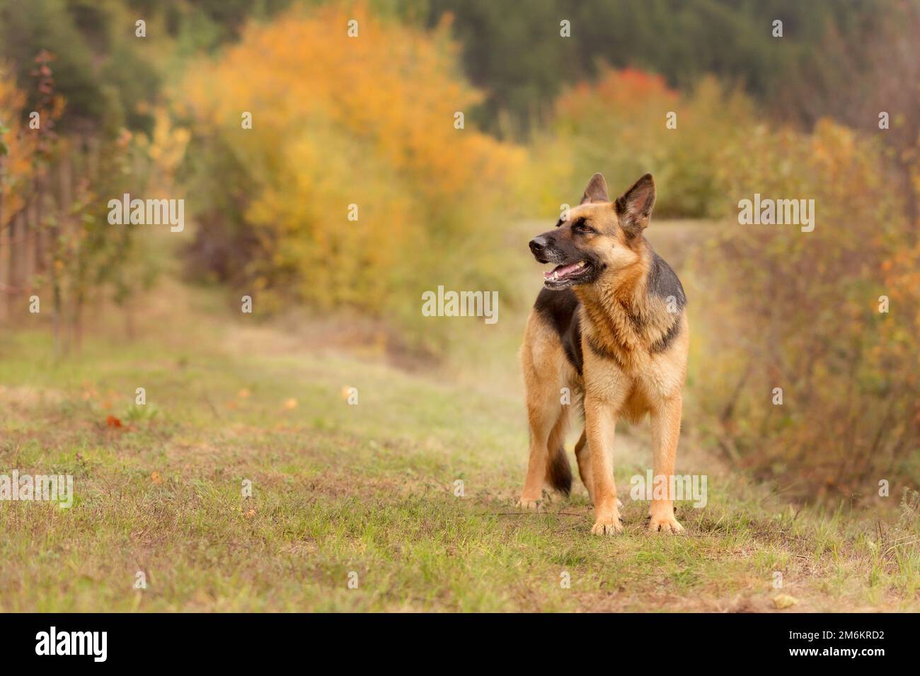 Adorable German shepherd standing in the grass Stock Photo - Alamy