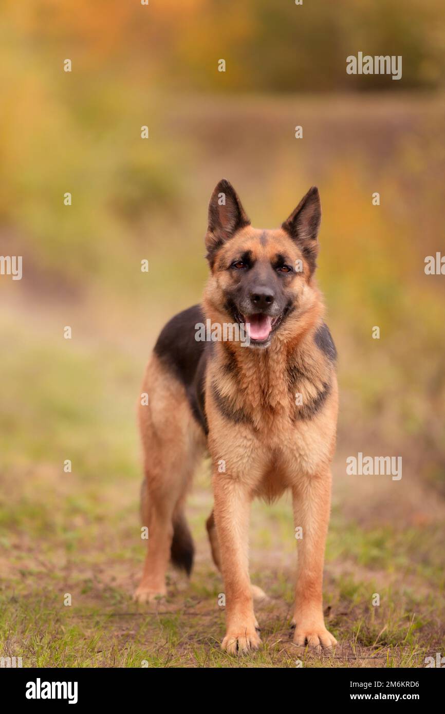 Adorable German shepherd standing in the grass Stock Photo - Alamy