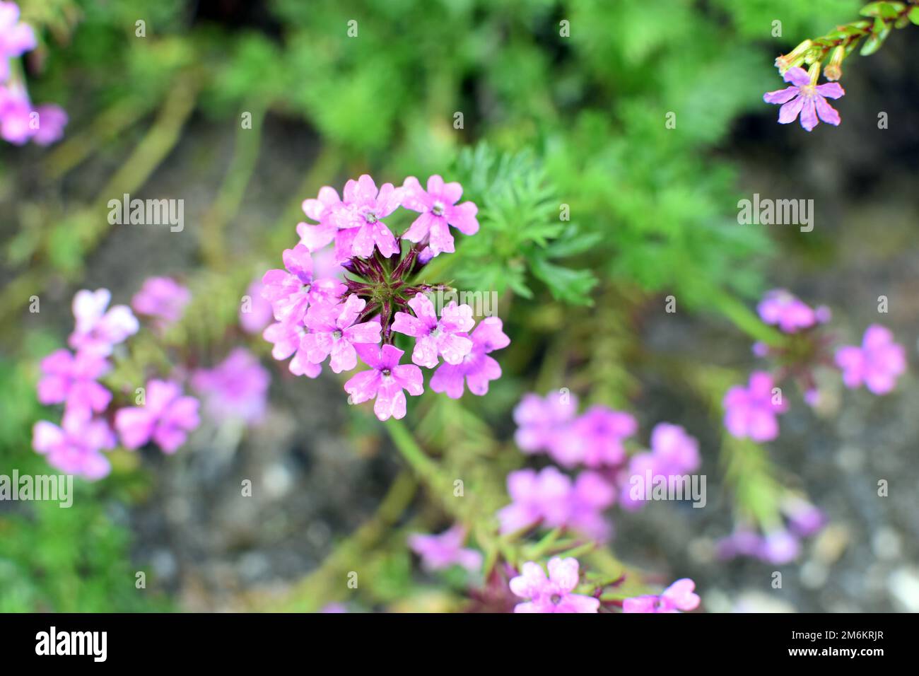 Permaculture flowers hi-res stock photography and images - Alamy