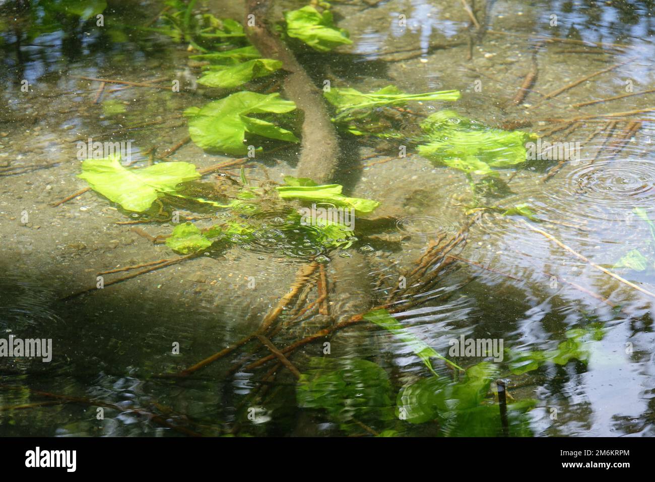 Mofette hi-res stock photography and images - Alamy